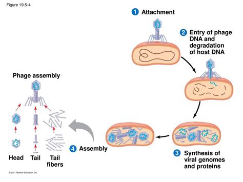 Chapter 19 Viruses Ppt Download