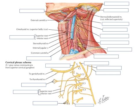 Neck Anatomy Cervical Plexus And Schema — Printable Worksheet