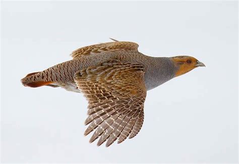 Серая куропатка (Perdix perdix) — Птицы Европейской части России