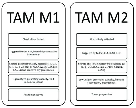 Tumor Associated Macrophages Polarization And Functions Of The Main