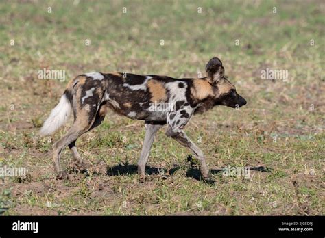 Zambia South Luangwa National Park Male African Wild Dog Wild