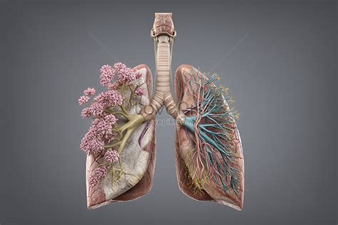 호흡기 시스템의 해부학