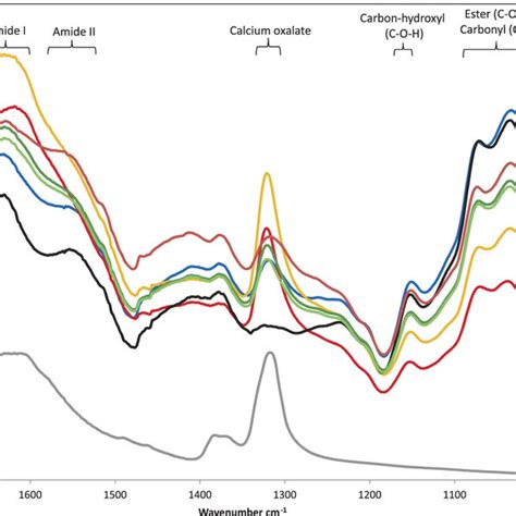 Micro Fourier transform infrared μFT IR spectra from symbiotically