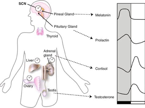 19 Endocrinology The Relationship Between The Circadian Timing System Download Scientific