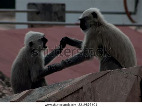 Cute Langur Monkey India Stock Vector Royalty Free 2219893601