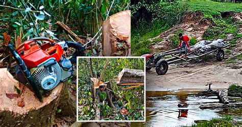 អ្នកខេត្តកោះកុងពីរនាក់ប្តី ប្រពន្ធ កា ប់ដើមសំរងរើសផ្លែ បែរត្រូវដើមសំរងដួលសង្កត់ពីលើស្លា