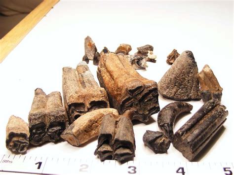 Teeth Pile Member Collections The Fossil Forum