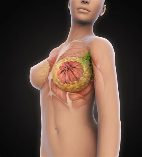 Female Breast Anatomy Stock Illustration Illustration Of Milk 90787859