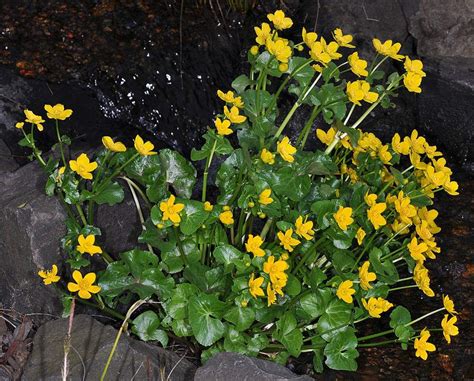 18 Native Oregon Pond Plants For Your Watergarden Seeds Of Nature
