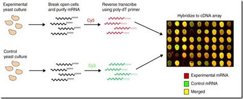 Dna Microarray Definition And Principle