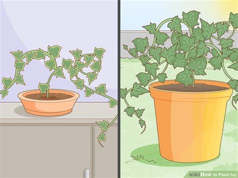 How To Plant Ivy With Pictures WikiHow