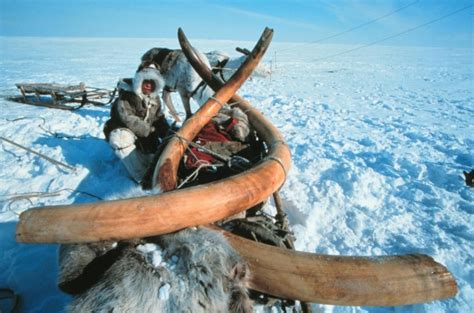 Extinct Woolly Mammoth To Be Resurrected In 2 Years By Harvard