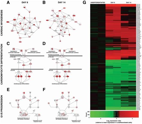 Mrna Expression Profiles Of Hesc Derived αmhc Gfp Myocardial