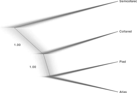 Distribution Of Species Tree Topologies From The Posterior Sample Of