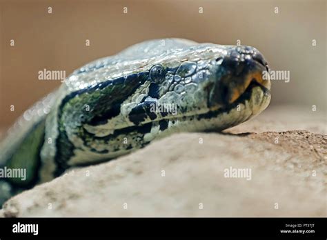 Burmese Python Python Molurus Bivittatus Captive Germany Stock
