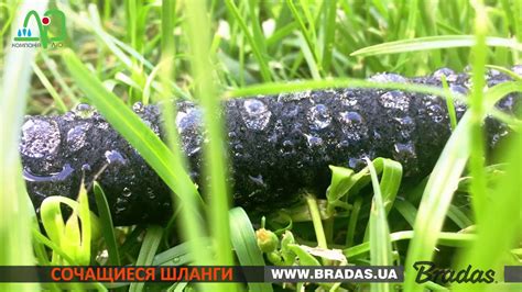 Шланг сочащийся AQUA-DROP от Bradas - YouTube