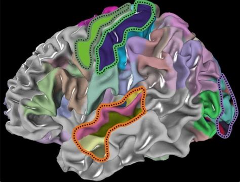 Auditory Cortex News Research Articles