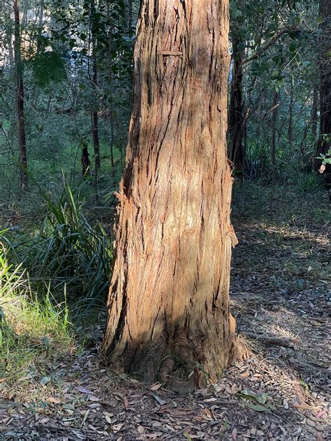 forest closeness feeling forest s embrace by dr john frederick