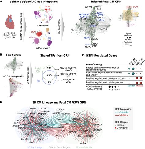Single Cell Multi Modal Integrative Analyses Highlight Functional Dynamic Gene Regulatory