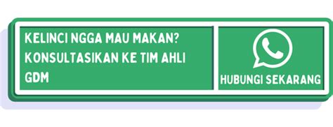 Kelinci Tidak Mau Makan Gejala Penyebab Cara Mengatasi Hingga Cara Mencegah Suplemen Dan