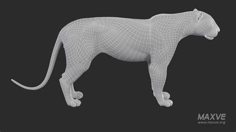Leopard 3d Model Download Maxve