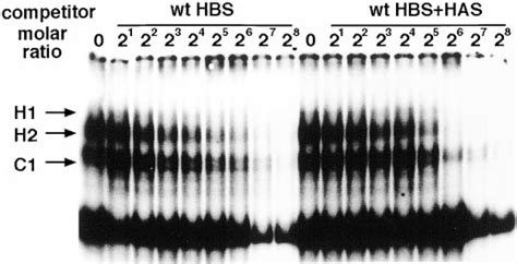 The Has Has No Effect On Hif 1 Binding Affinity To The Hbs Competition The Has Has No Effect On Hif 1 Binding Affinity To The Hbs Competition