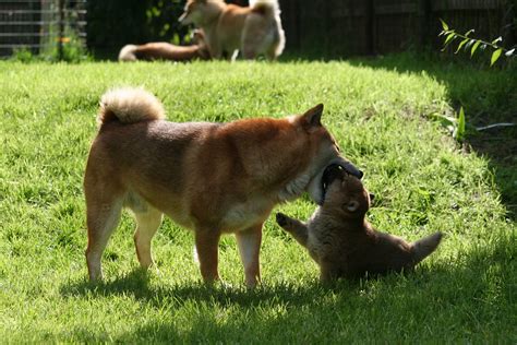 Litters Hoshibaru Shiba Inu Kennel