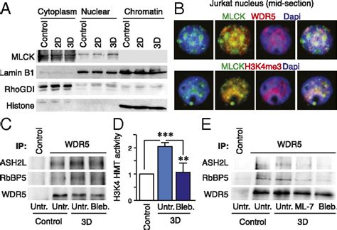 Wdr5 Modulates Cell Motility And Morphology And Controls Nuclear