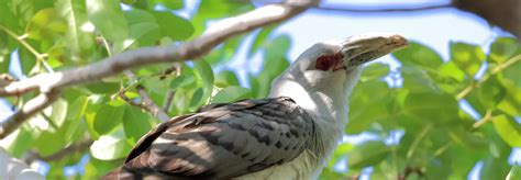 What Birds Make A Cuckoo Sound