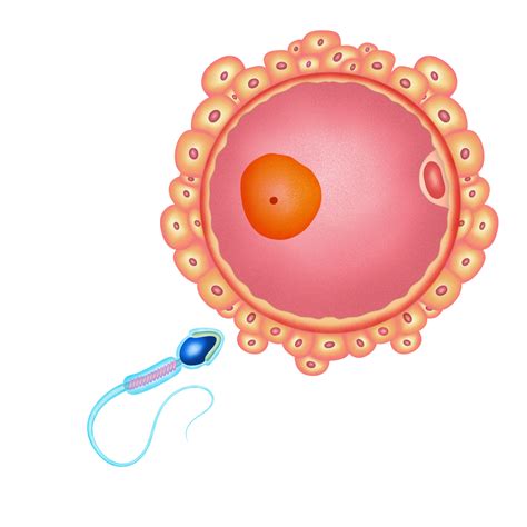 Fertilization Illustration By Hand Drawn 42569426 Png