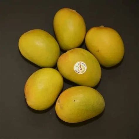 Ratnagiri Organic Alphonso Mango At ₹ 1000dozen Alphonso Mangoes In