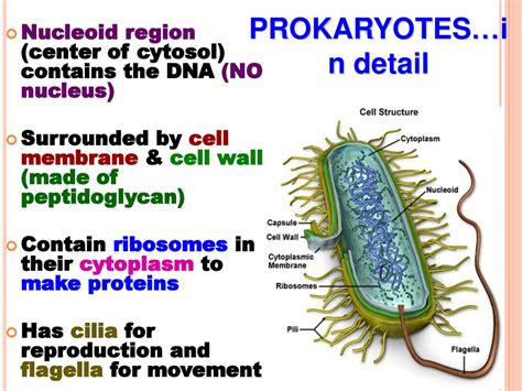 Basic Structure Of A Cell Ms Day Honors Genetics Ppt Download