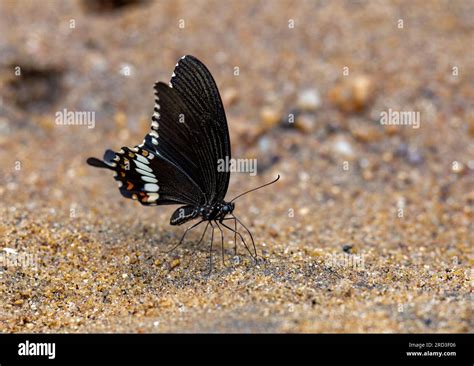 Unveiling Natures Artistry The Mesmerizing Mimicry Of The Common