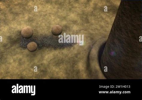 Antibiotic Action On The Fungus Infections Antibiotic And Fungal