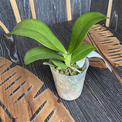 Phalaenopsis Jia Ho Summer Love – Floraria Secret Garden (SG)