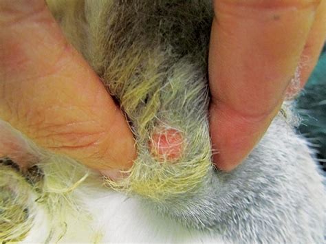 Pododermatitis In Rabbits An Under Recognised Problem