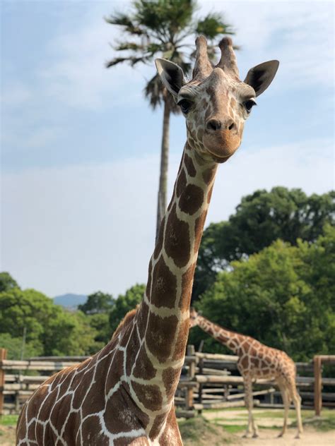 大阪・みさき公園、入園料が100円に！9月1日まで営業時間も変更、8月にはナイトズーも4回開催｜南海電気鉄道株式会社のプレスリリース