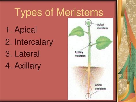 Axillary Meristem