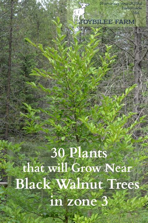30 Plants That Will Grow Near Black Walnut Trees In Zone 3 Joybilee® Farm Diy Herbs