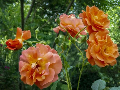 10 Best Climbing Roses