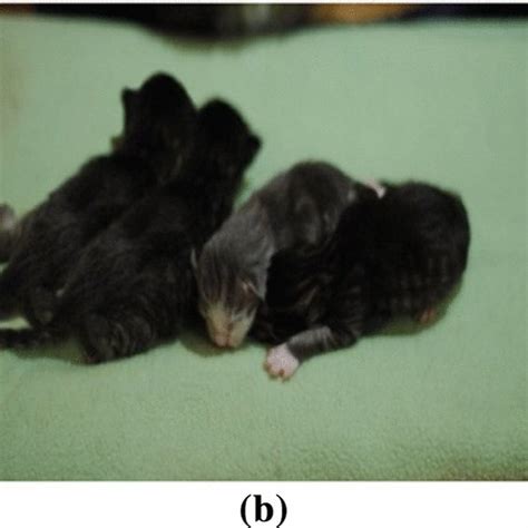 copy move forgery detection images from micc f2000 data set with