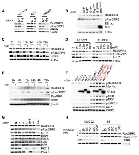 Rasgrp3 Mediates Mapk Pathway Activation In Gnaq Mutant Uveal Melanoma