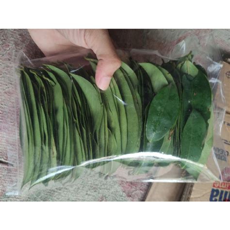 Jual Daun Sirsak Segar Paket 100 Lembar Shopee Indonesia