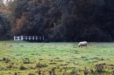 Sheep Grass Field Free Photo On Pixabay Pixabay