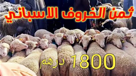 ثمن الخروف الاسباني🇪🇦بسوق السبت بني ملال الفقيه بن صالح بتاريخ 372023