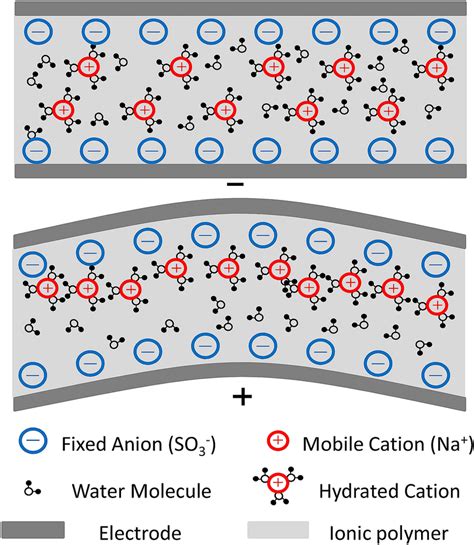 Working Principle Of An Ipmc Actuator Before Applying An Electrical Download Scientific