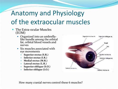 Extraocular Muscles Anatomy