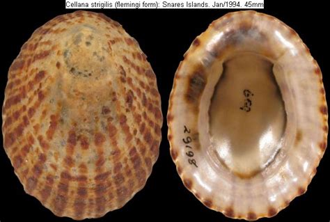 New Zealand Shells Marine Gastropods