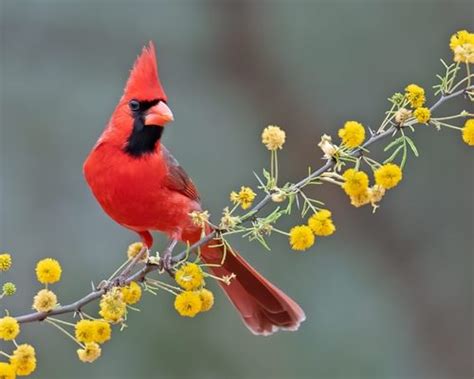 Official Us State Birds Complete Guide With Interactive Birdfact