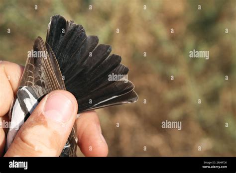 Collared Flycatcher Ficedula Albicollis Tail Feathers Of A Captured